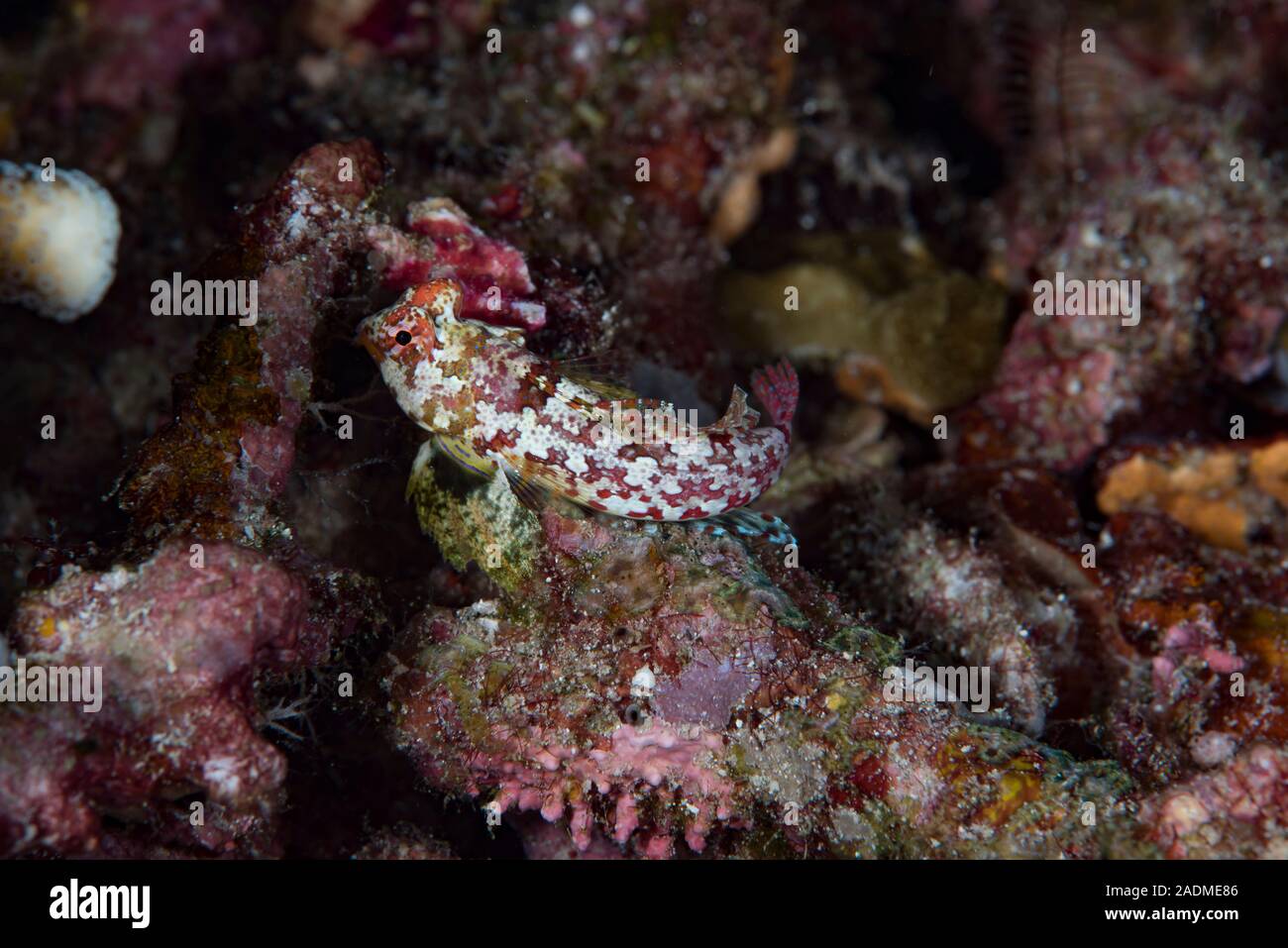 Underwater Marine Life Photography, Sea Creatures Stock Photo - Alamy