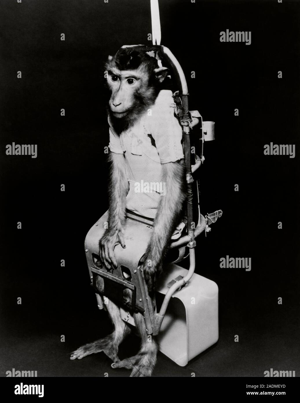 Animal space research. A pigtail monkey (Macaque nemestrina), of the ...