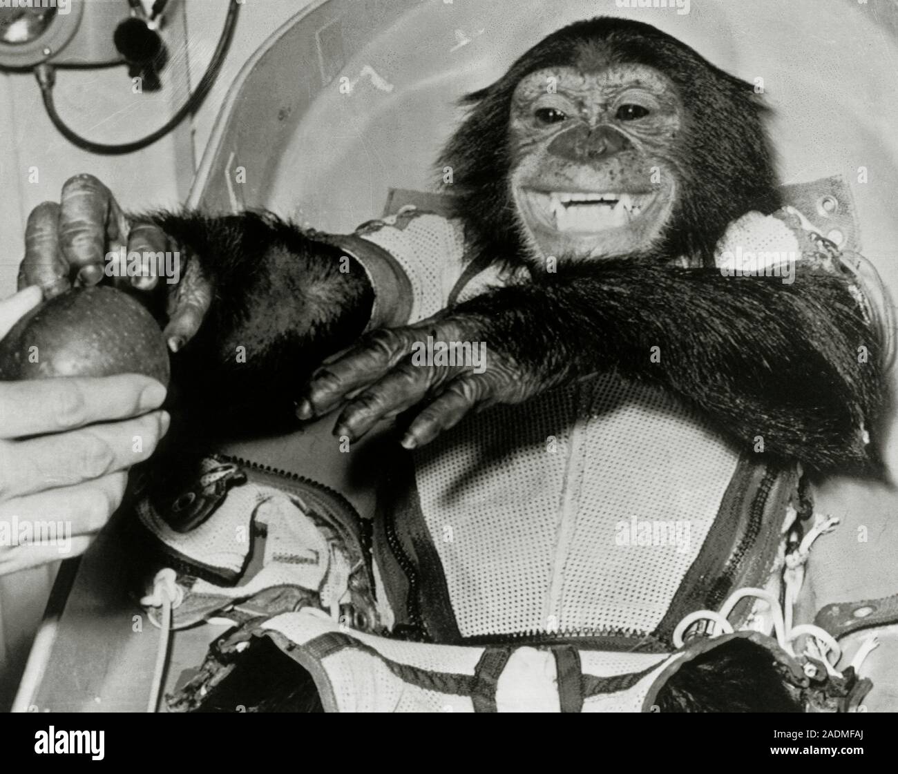 Mercury Nasa Chimps
