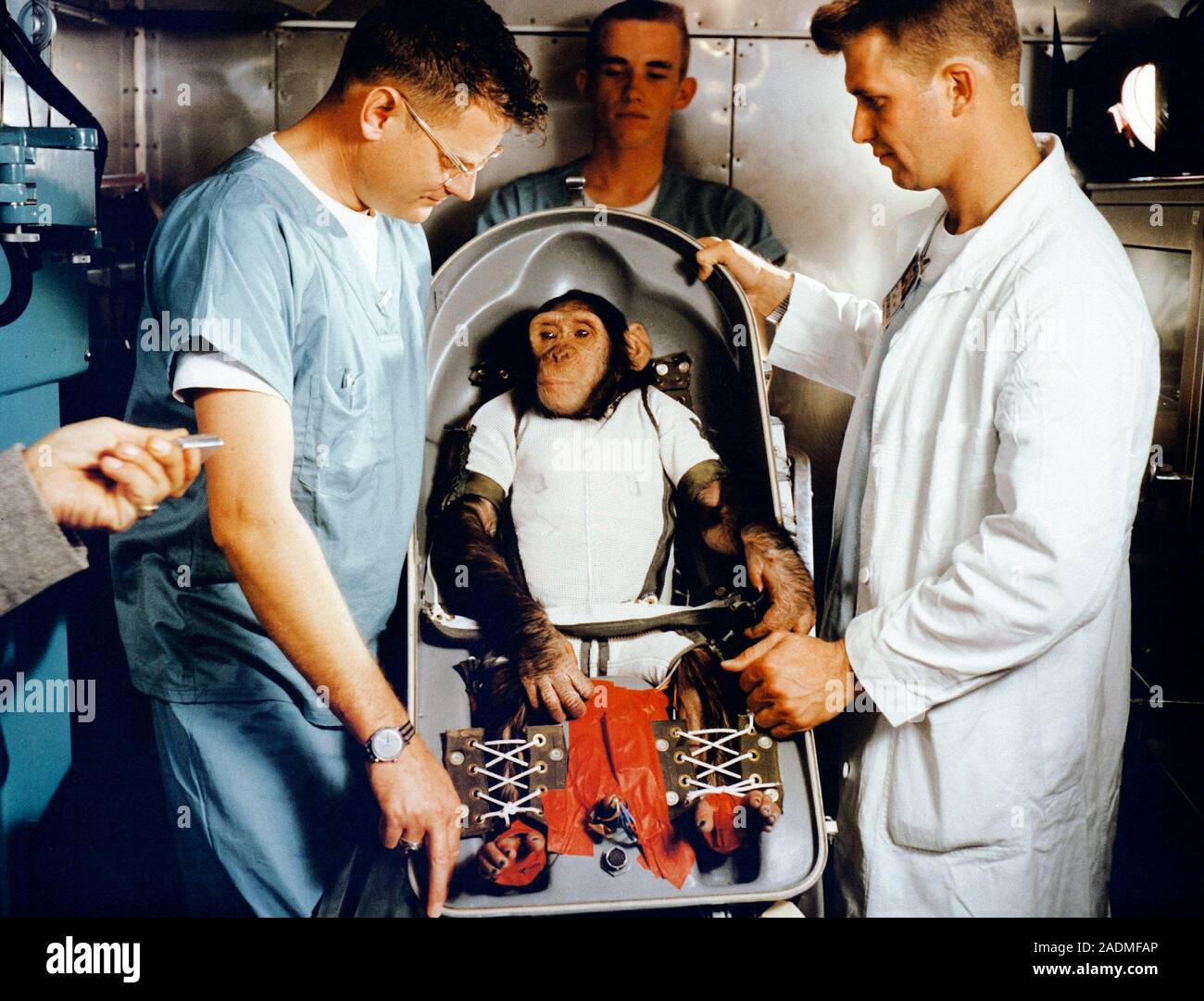First chimpanzee in space. A male chimpanzee, 'Ham,' sitting within a ...