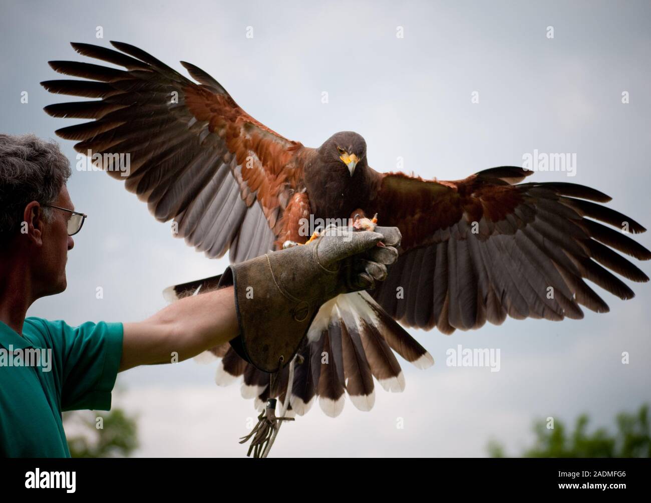 Falcon, bird of prey Stock Photo - Alamy