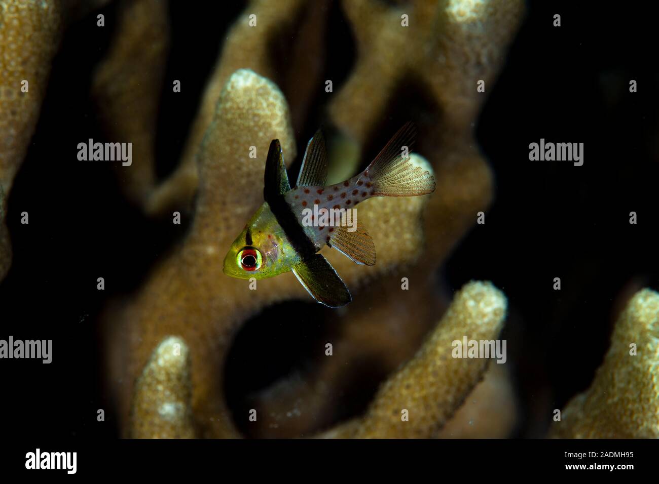 Pajama Cardinalfish Sphaeramia nematoptera Stock Photo - Alamy