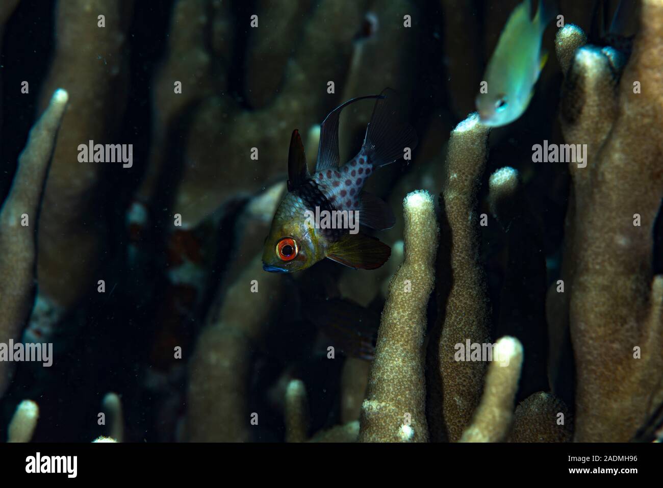 Pajama Cardinalfish Sphaeramia nematoptera Stock Photo - Alamy