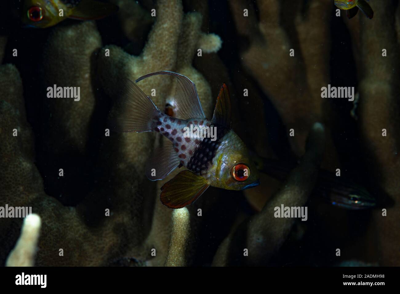 Pajama Cardinalfish Sphaeramia nematoptera Stock Photo - Alamy