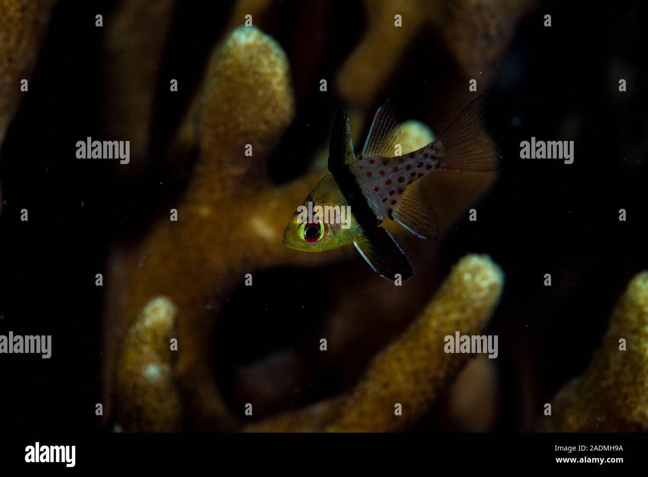 Pajama Cardinalfish Sphaeramia nematoptera Stock Photo - Alamy