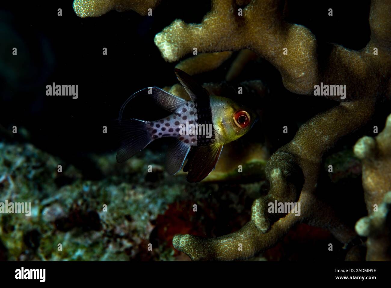 Pajama Cardinalfish Sphaeramia nematoptera Stock Photo - Alamy