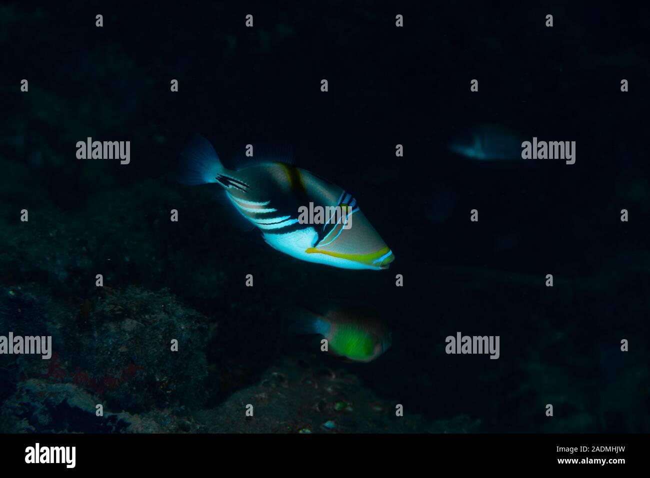 Picasso triggerfish rhinecanthus aculeatus hi-res stock photography and ...