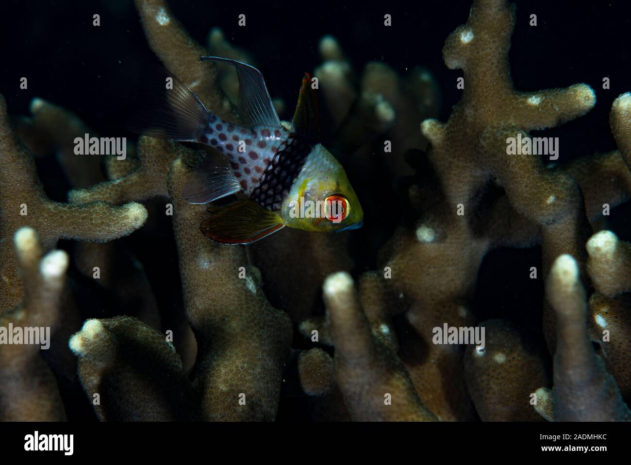 Pajama Cardinalfish Sphaeramia nematoptera Stock Photo - Alamy
