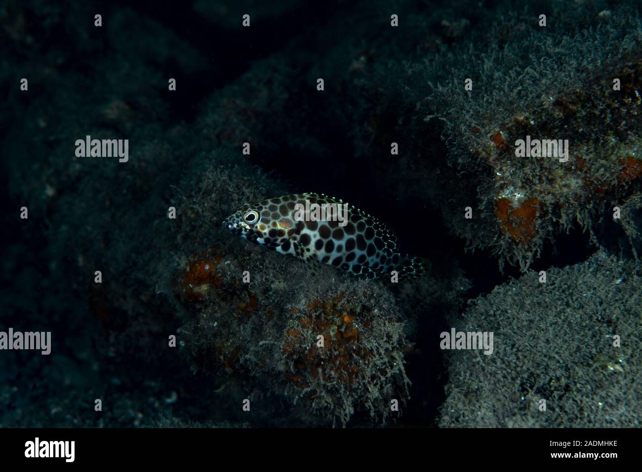 Honeycomb Cod High Resolution Stock Photography and Images - Alamy