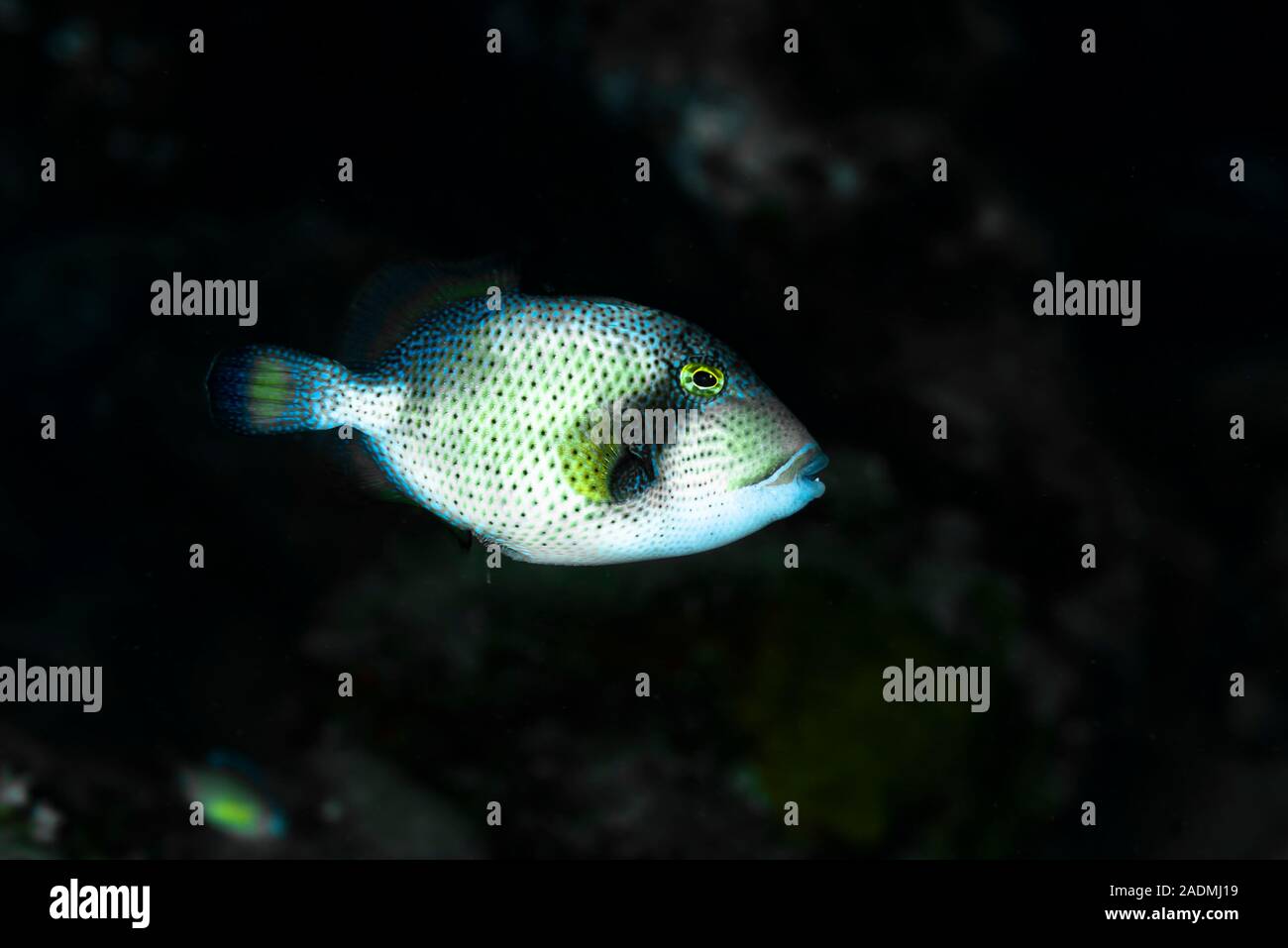 Titan Triggerfish Balistoides viridescens Stock Photo - Alamy