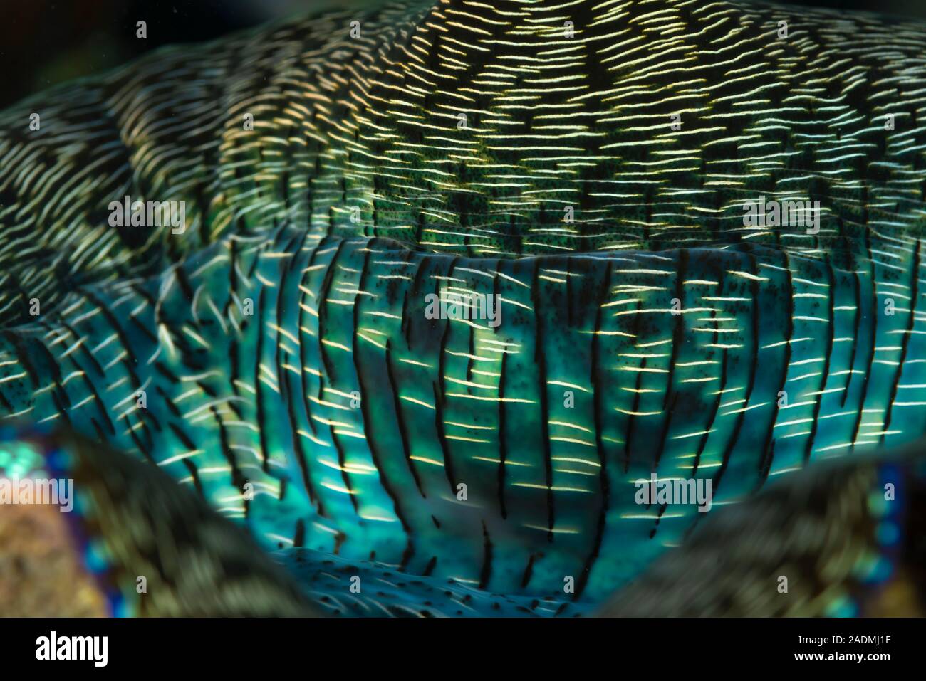 Details of the mantle - Giant clam Tridacna gigas Stock Photo - Alamy
