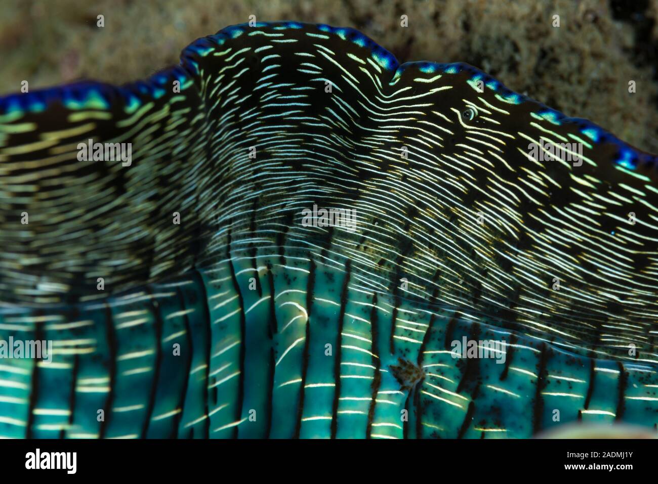 Details of the mantle - Giant clam Tridacna gigas Stock Photo - Alamy