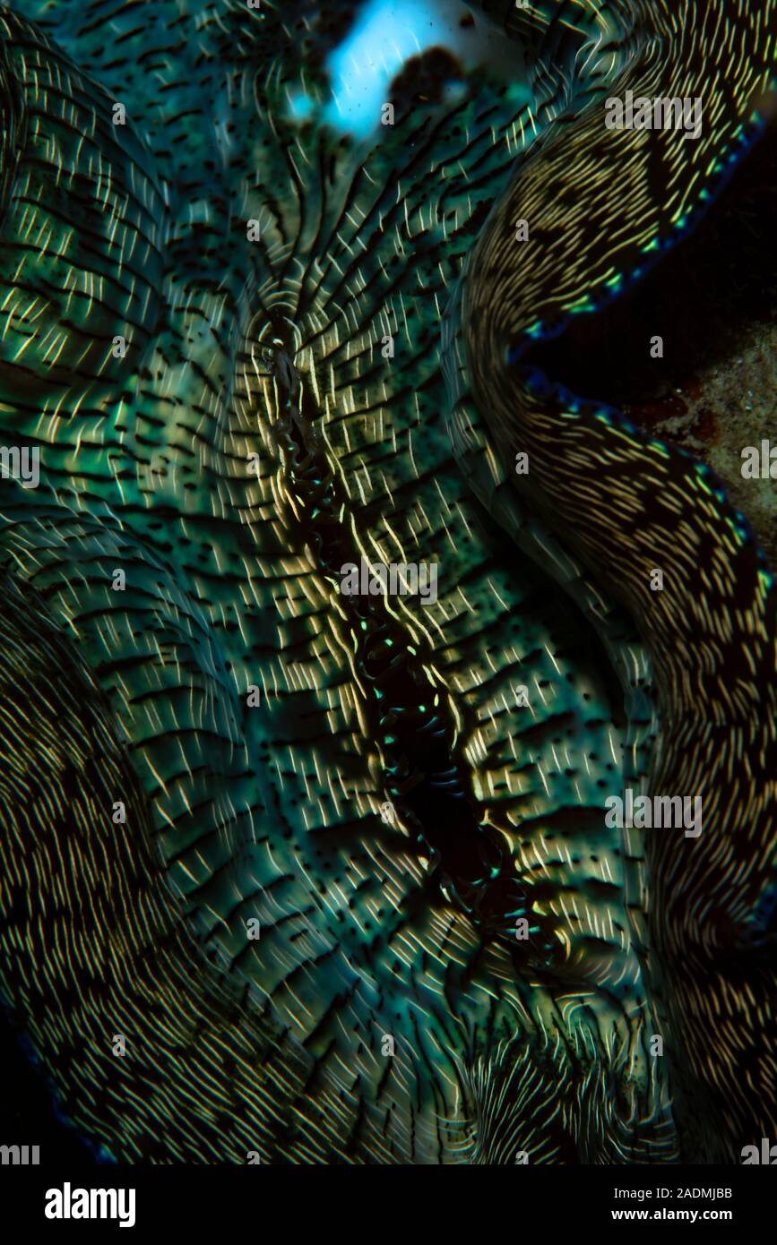 Details of the mantle - Giant clam Tridacna gigas Stock Photo - Alamy