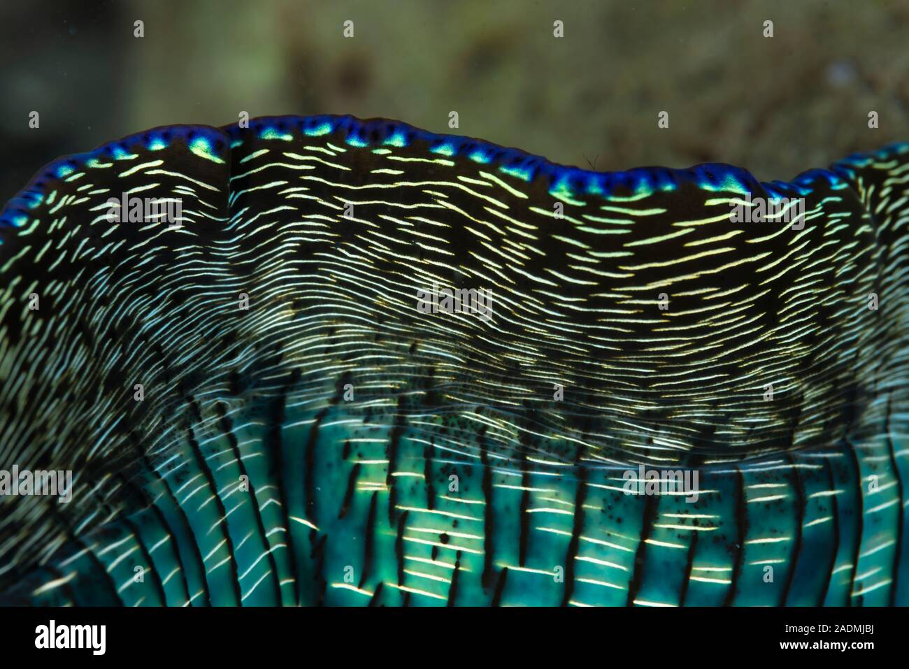 Details of the mantle - Giant clam Tridacna gigas Stock Photo - Alamy