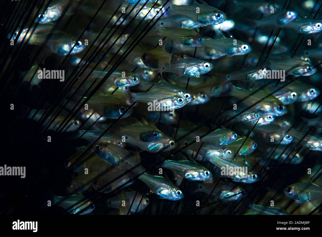 Lagoon cardinalfish zoramia perlita hi-res stock photography and images ...