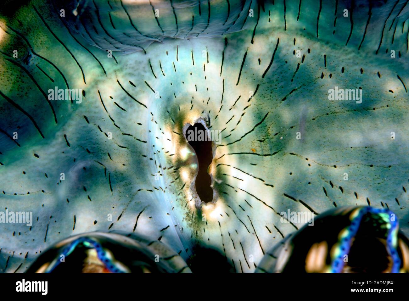 Details of the mantle - Giant clam Tridacna gigas Stock Photo - Alamy