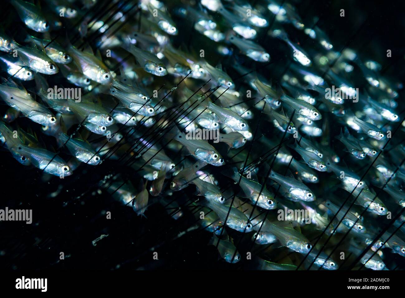 Lagoon Cardinalfish Zoramia perlita Stock Photo - Alamy