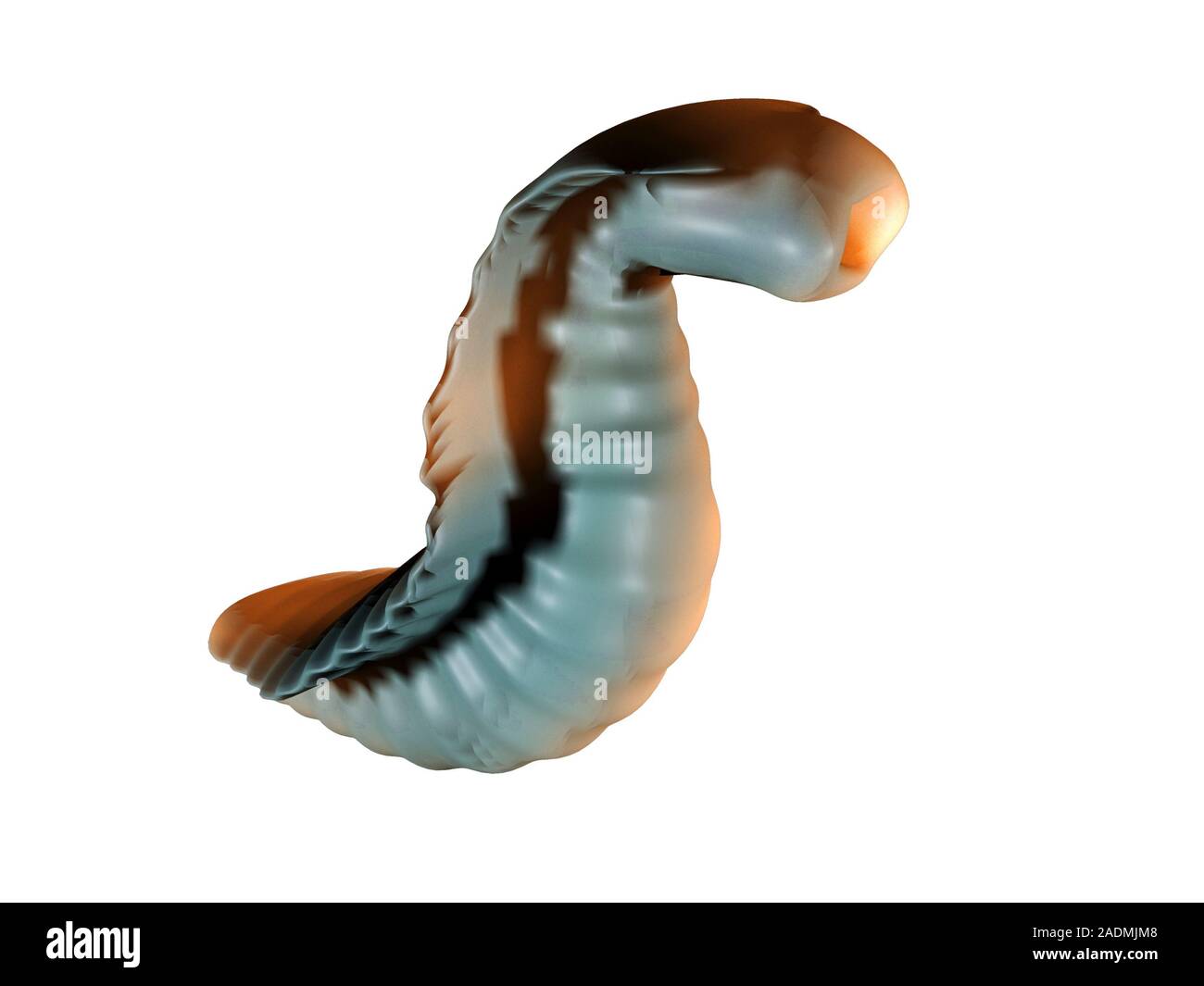 Alien worm. Artwork of an alien life form adapted to live on a planet ...