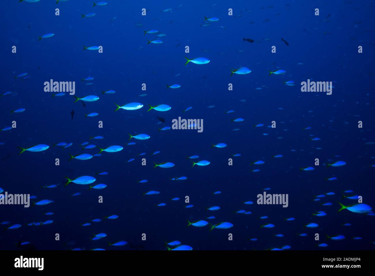 Yellow-tail Fusilier Caesio teres Stock Photo - Alamy