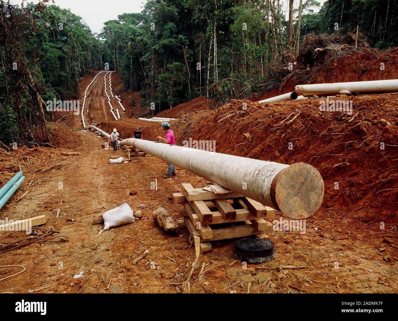 Oil pipeline. Workers lay an oil pipeline through Amazonian rainforest ...