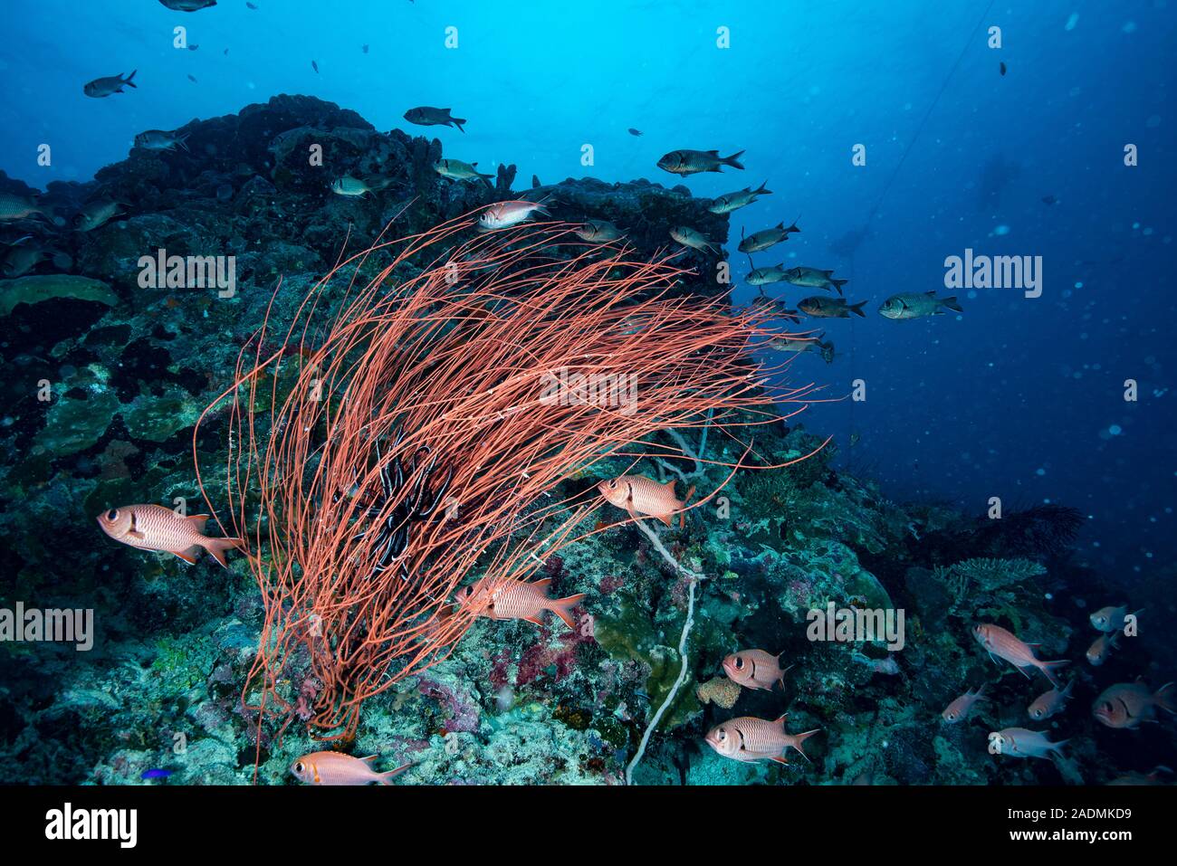 Underwater Tropical Coral Reef Stock Photo - Alamy