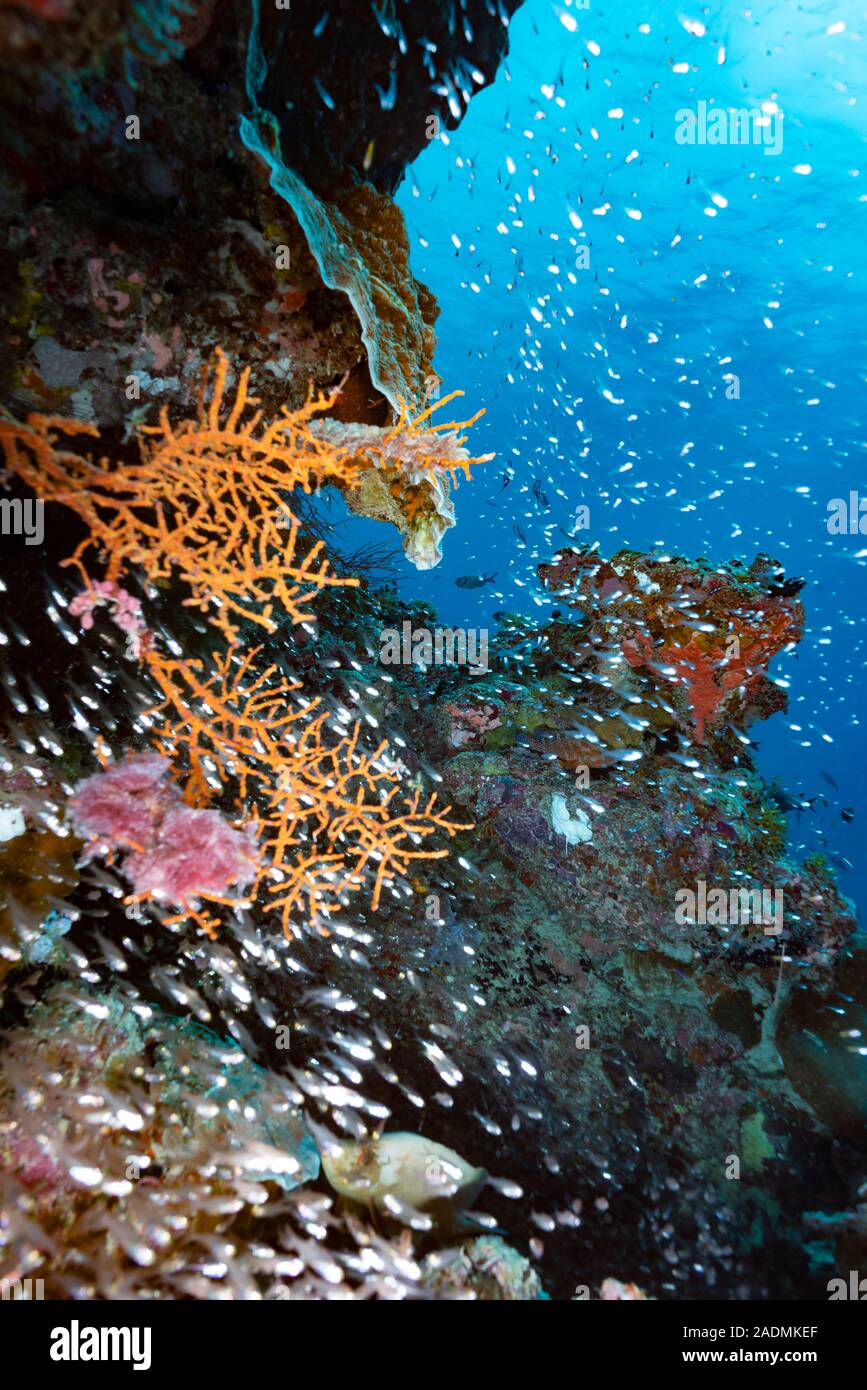 Underwater Tropical Coral Reef Stock Photo - Alamy