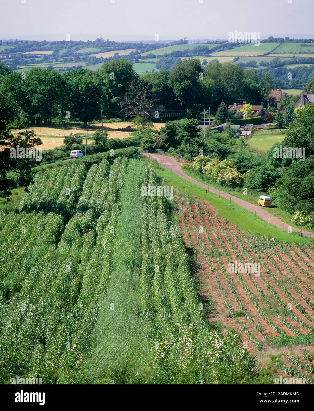 Fuelwood plantation. A field of young poplar (Populus sp.) trees being ...