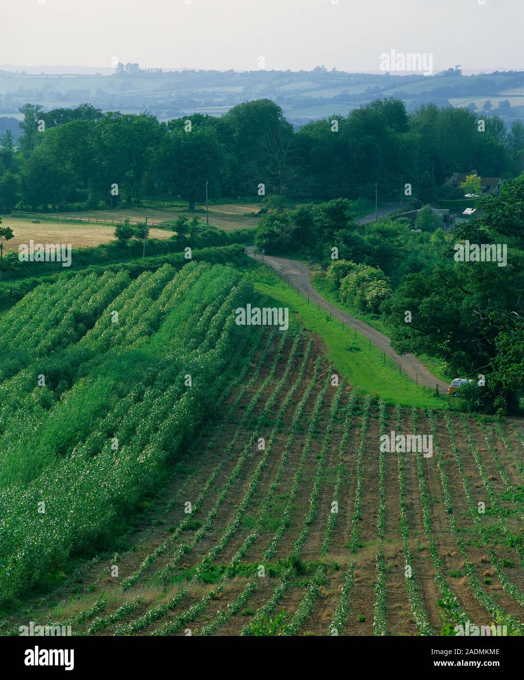 Fuelwood plantation. A field of young poplar (Populus sp.) trees being ...