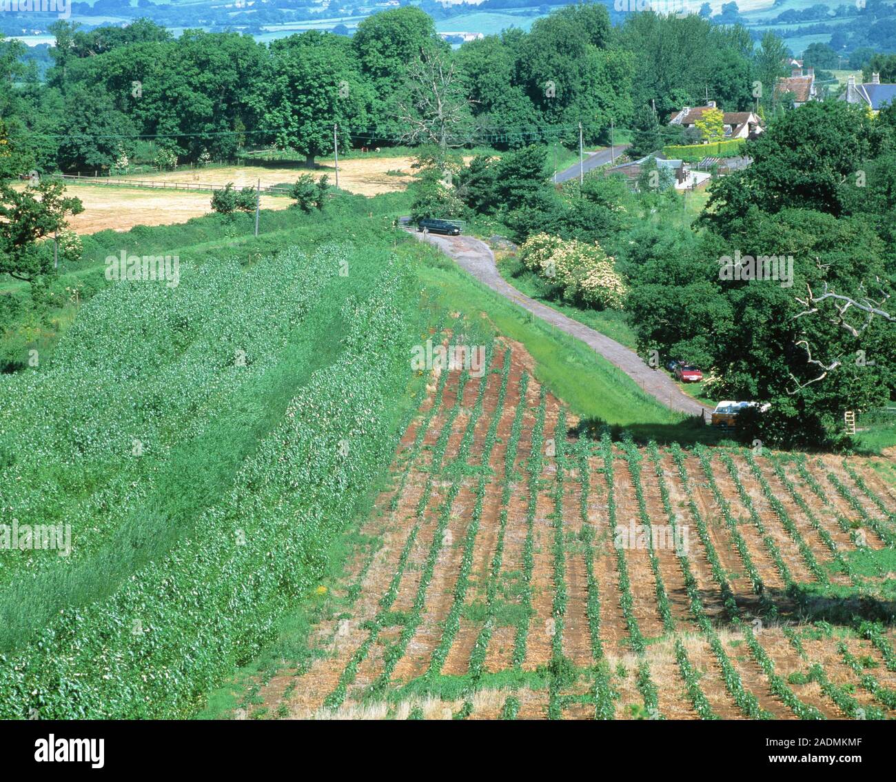 Fuelwood plantation. A field of young poplar (Populus sp.) trees being ...