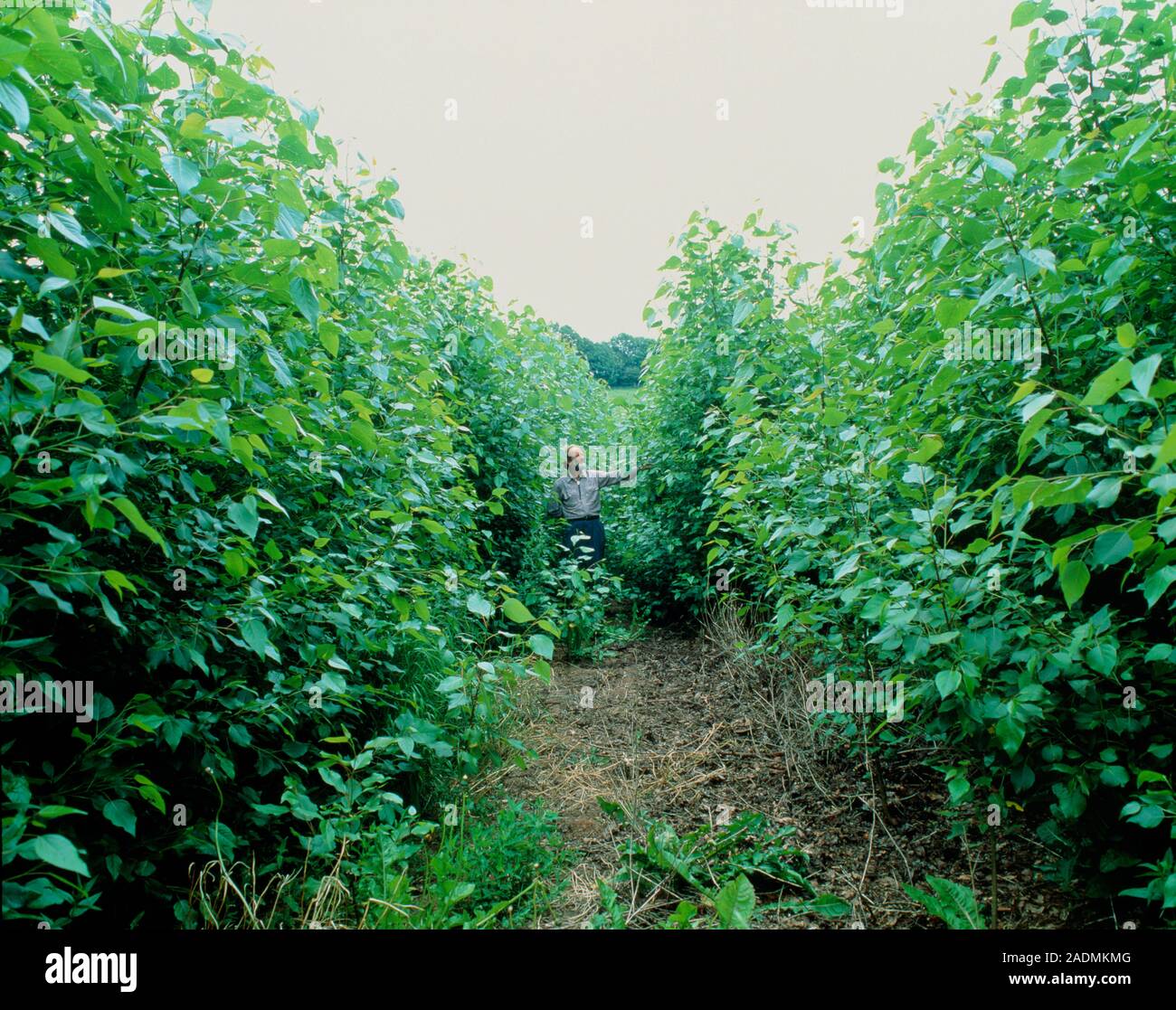 Fuelwood plantation. A farmer stands among young poplar (Populus sp ...