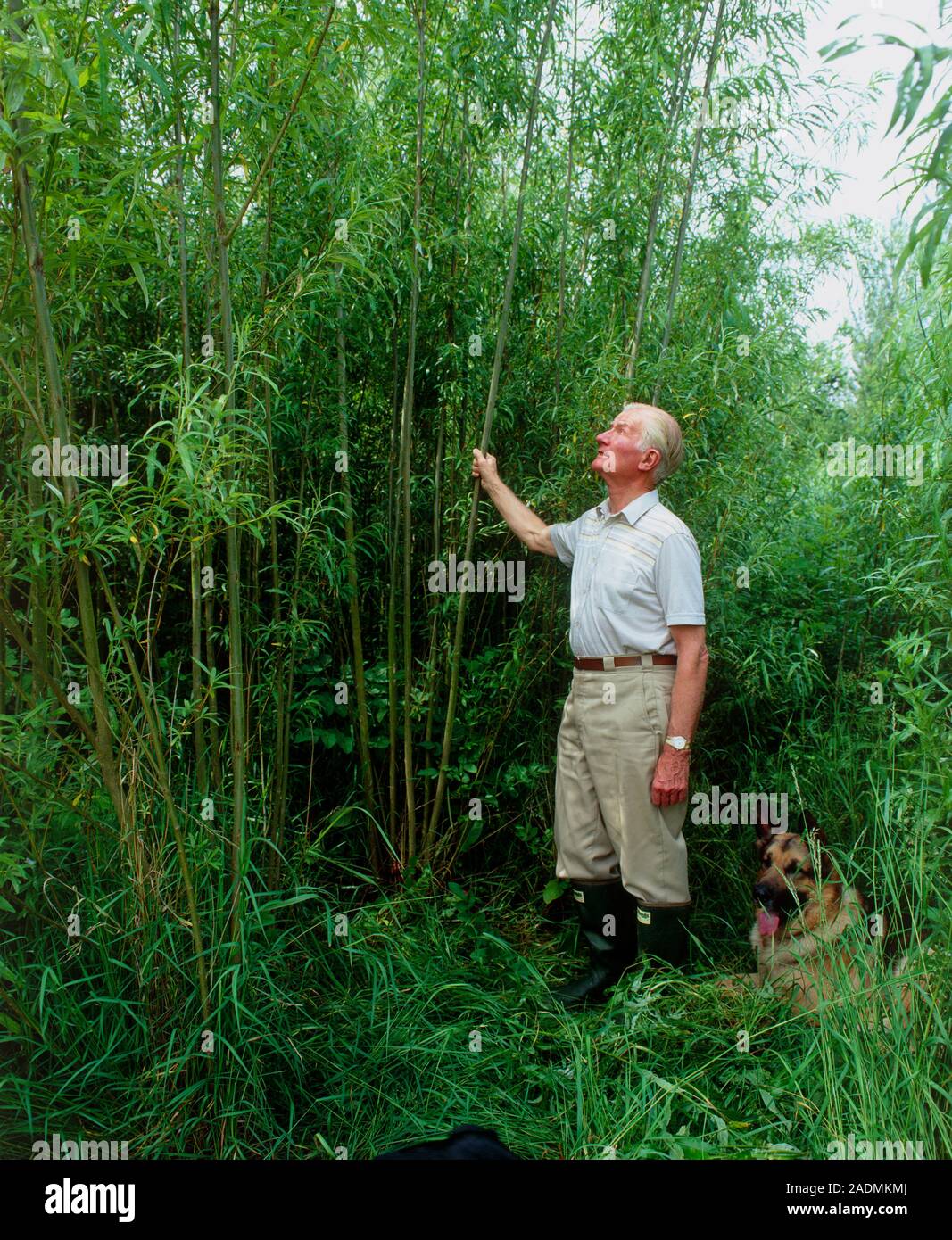 Fuelwood plantation. A farmer examines his crop of 8-year-old willow ...