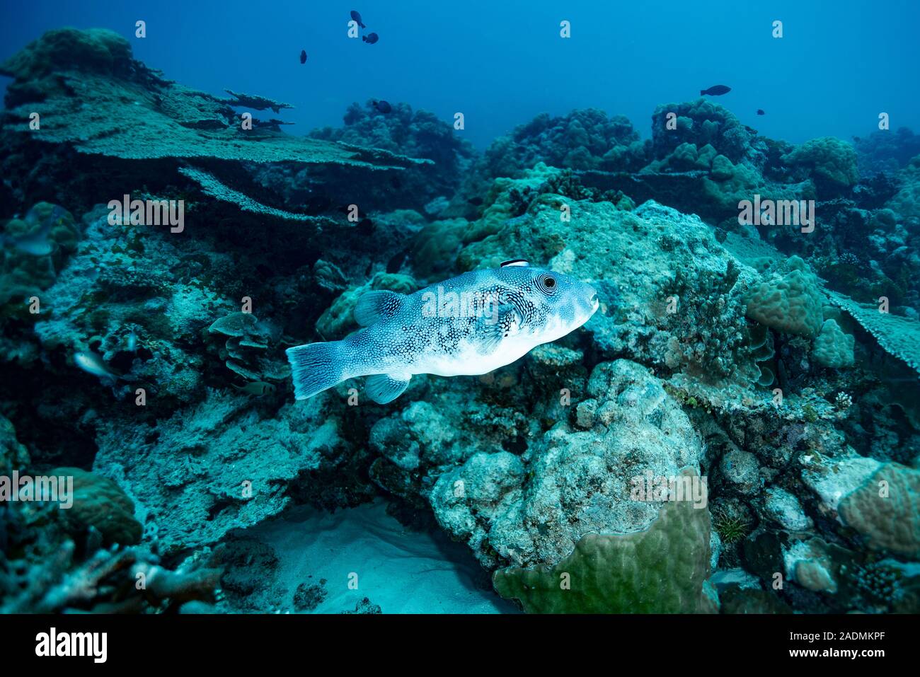 Scribbled Pufferfish Arothron mappa Stock Photo - Alamy