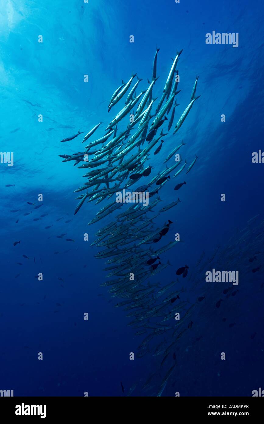 Pickhandle barracuda Sphyraena jello Stock Photo - Alamy