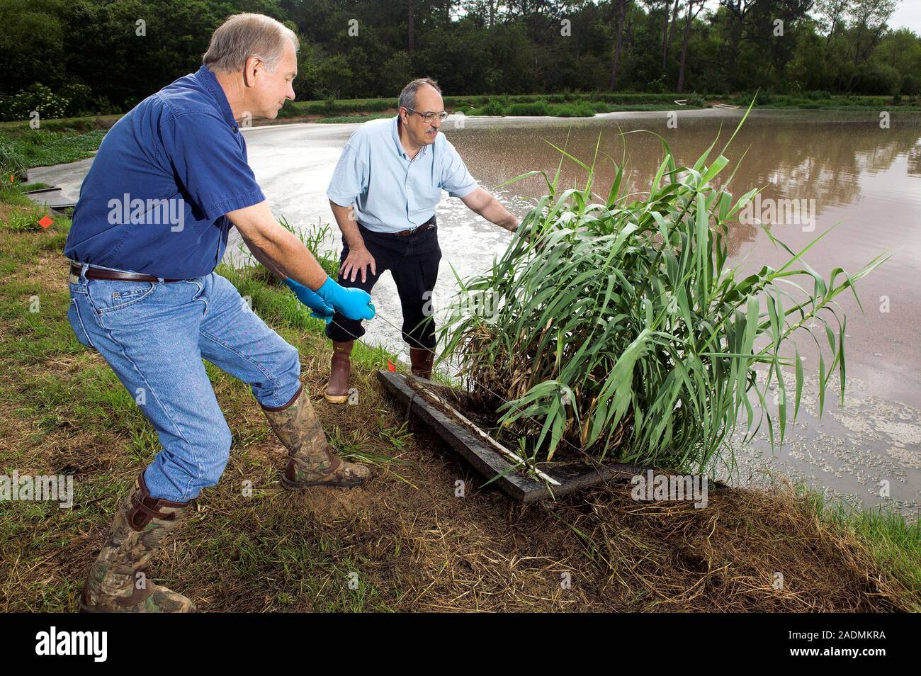 EDITORIAL USE ONLY. Biofuel research. Researchers preparing to harvest ...