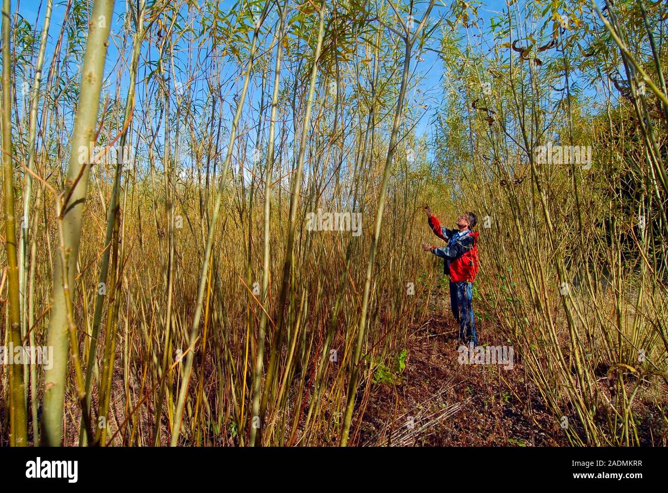 MODEL RELEASED. Willow grown for bioenergy. Technician checks the ...