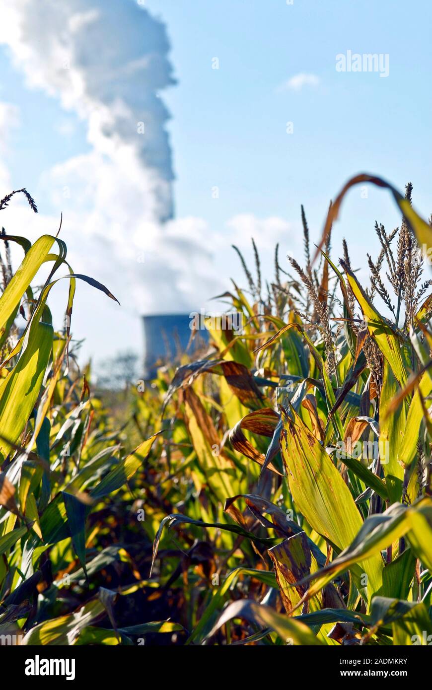 Growing maize for biofuel. Maize plants (Zea mays) are grown here for ...