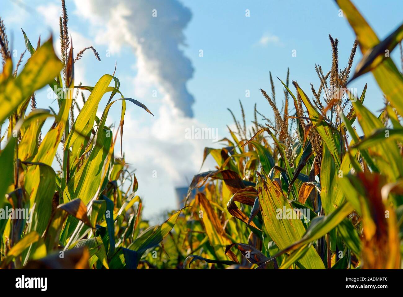 Growing maize for biofuel. Maize plants (Zea mays) are grown here for ...