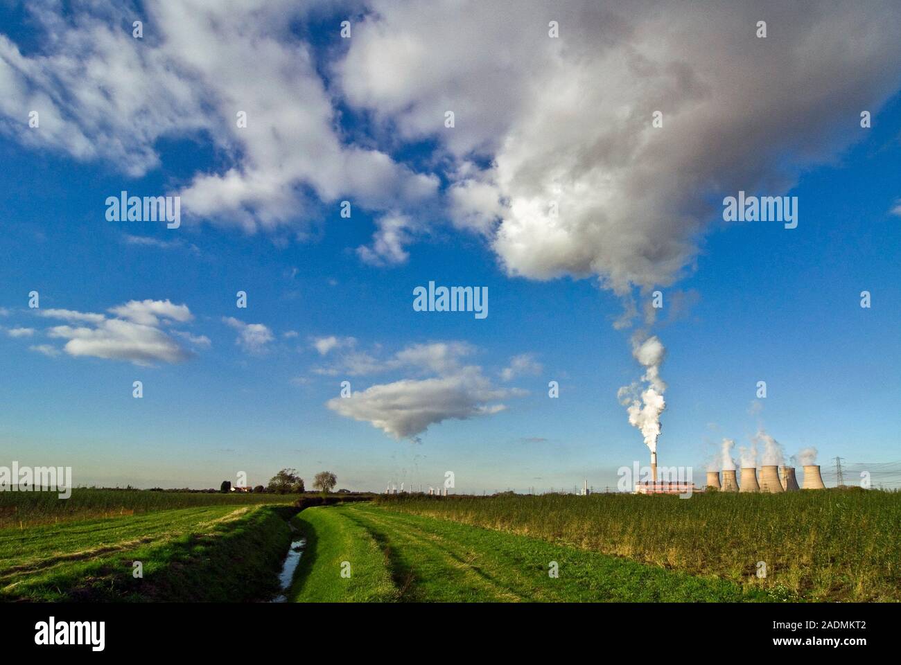 Willow (Salix sp.) grown for bioenergy on a coppice plantation. Here ...