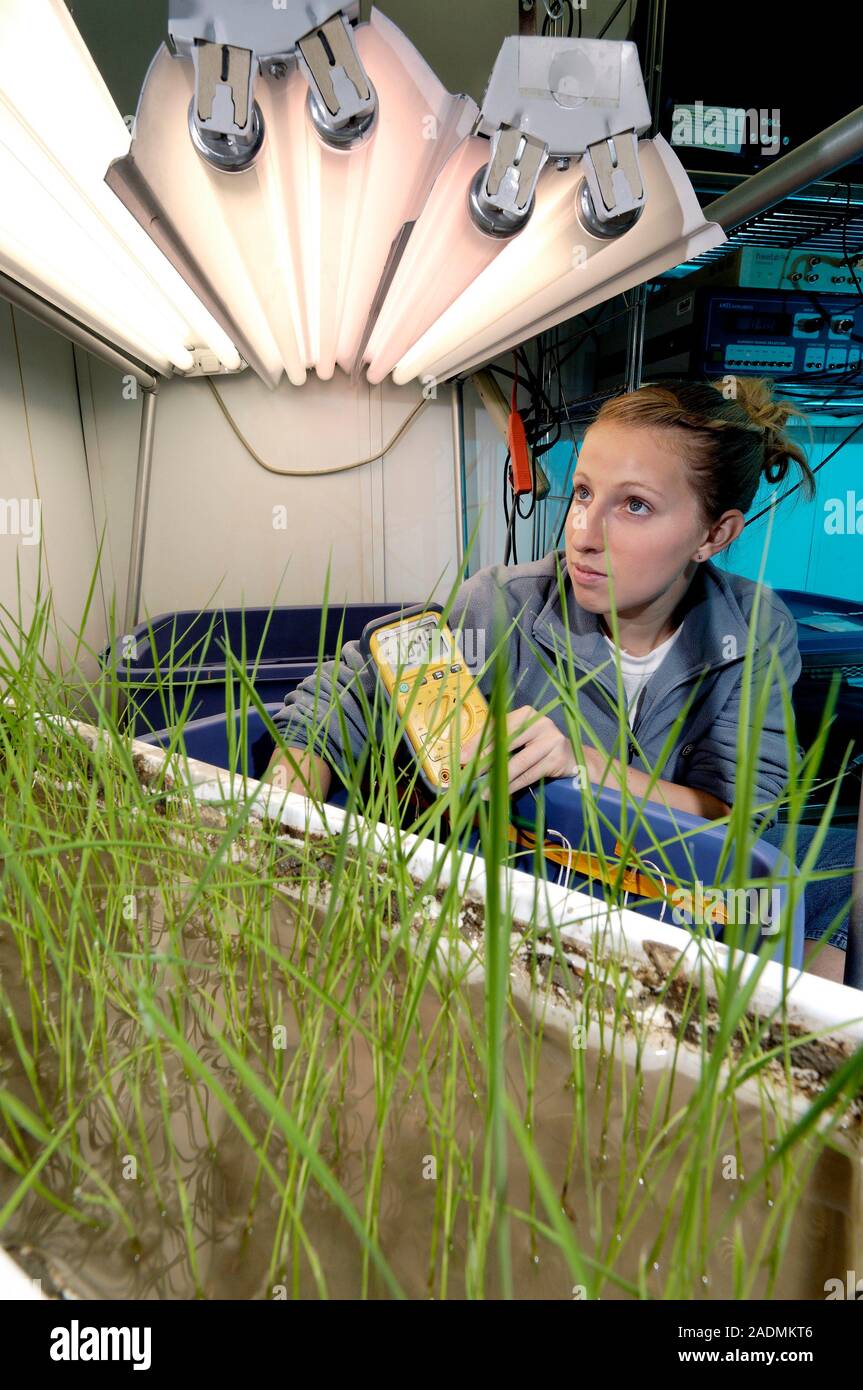 Electricity from rice plants. Researcher holding a meter to measure the ...