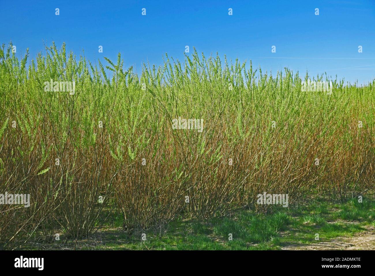 Willow bioenergy crop. Field of short rotation willow coppice (Salix sp ...