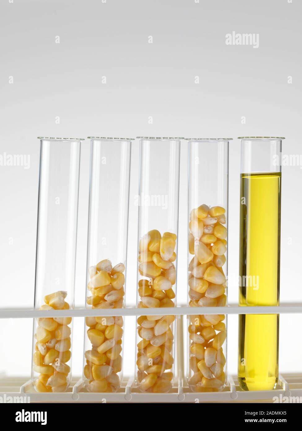 Biofuel research. Test tubes containing corn (maize, Zea mays) and corn ...