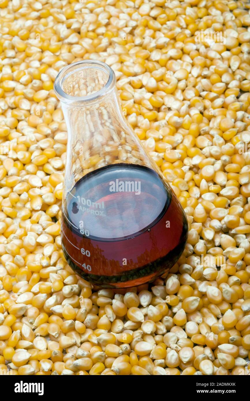 Using maize to produce biofuels. Image showing a flask full of oil on a ...