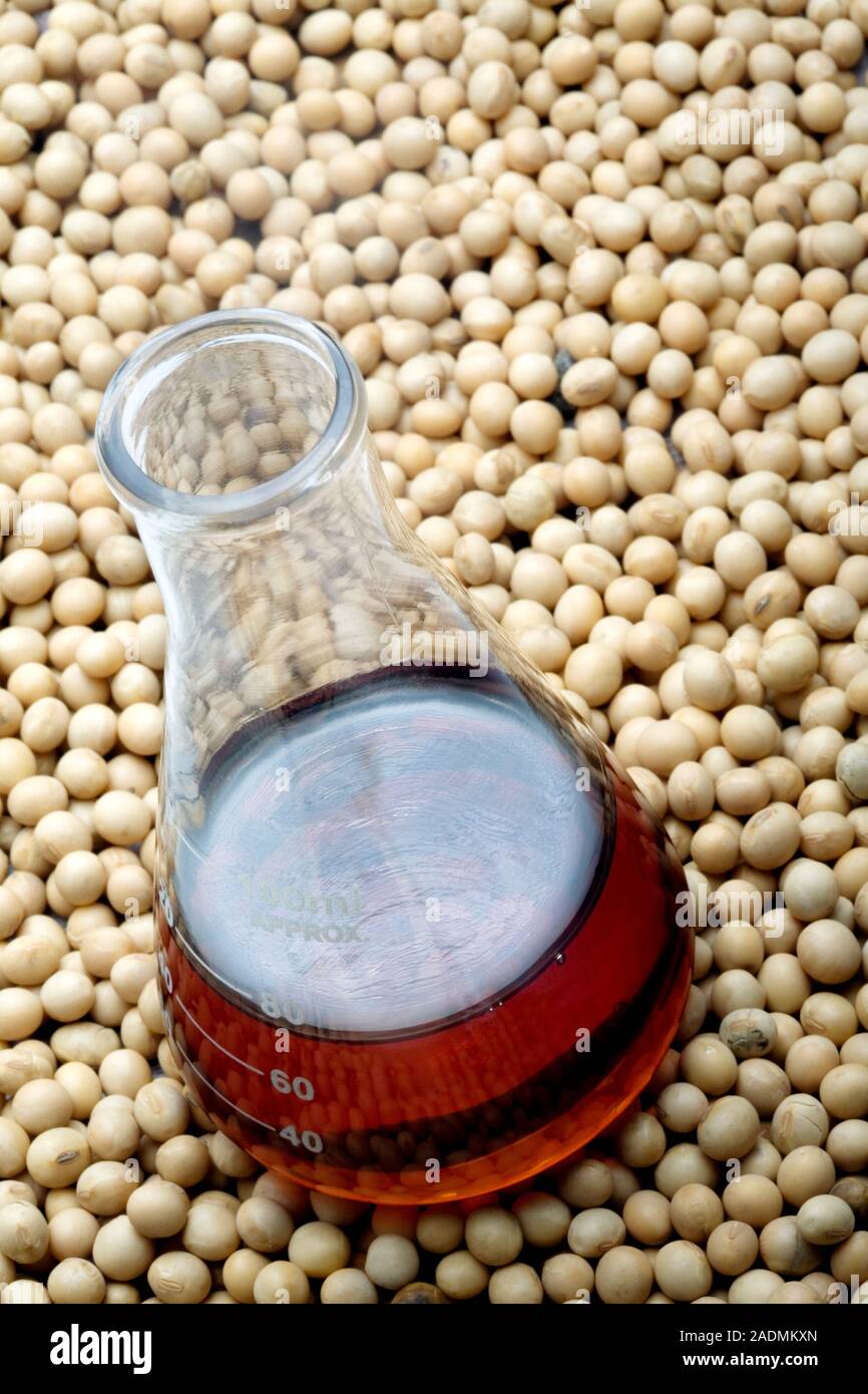Using soy to produce biofuels. Image showing a flask full of oil on a ...