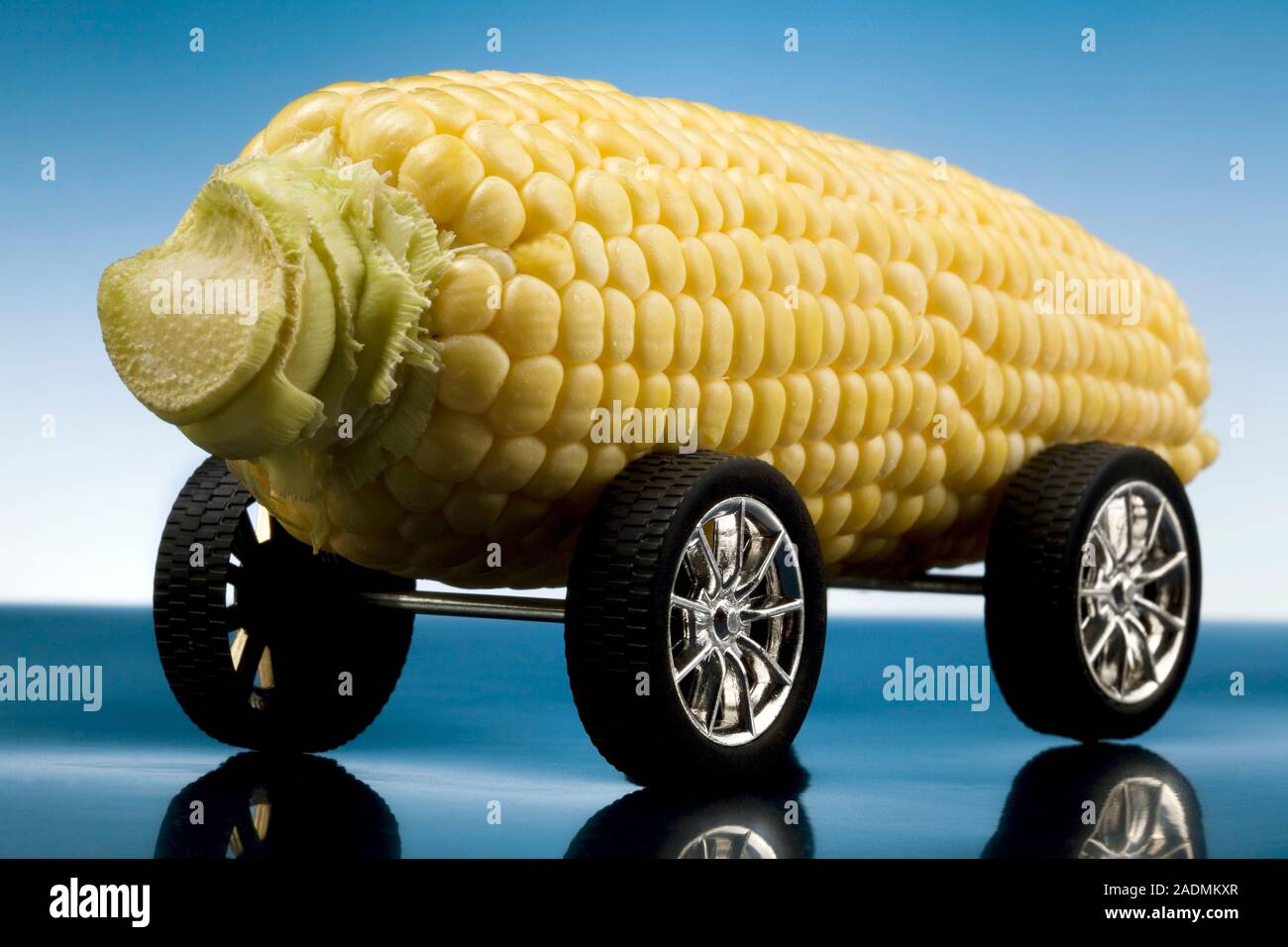 Powering vehicles with biofuels. Conceptual image showing a maize cob ...