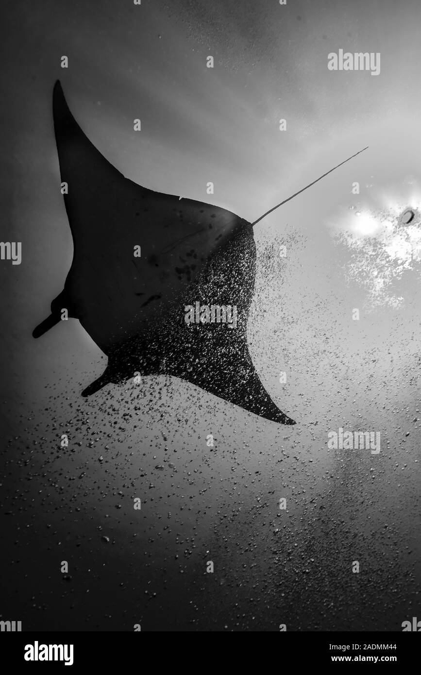 Manta ray images Black and White Stock Photos & Images - Alamy