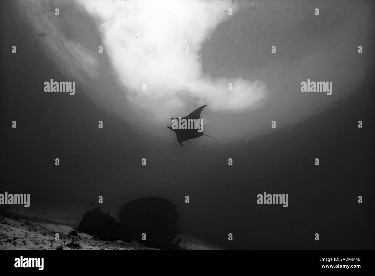 Biology images Black and White Stock Photos & Images - Alamy