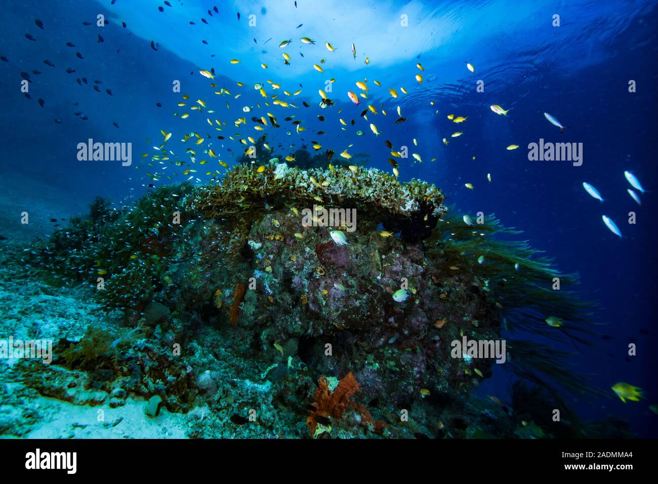 Underwater Tropical Coral Reef Stock Photo - Alamy