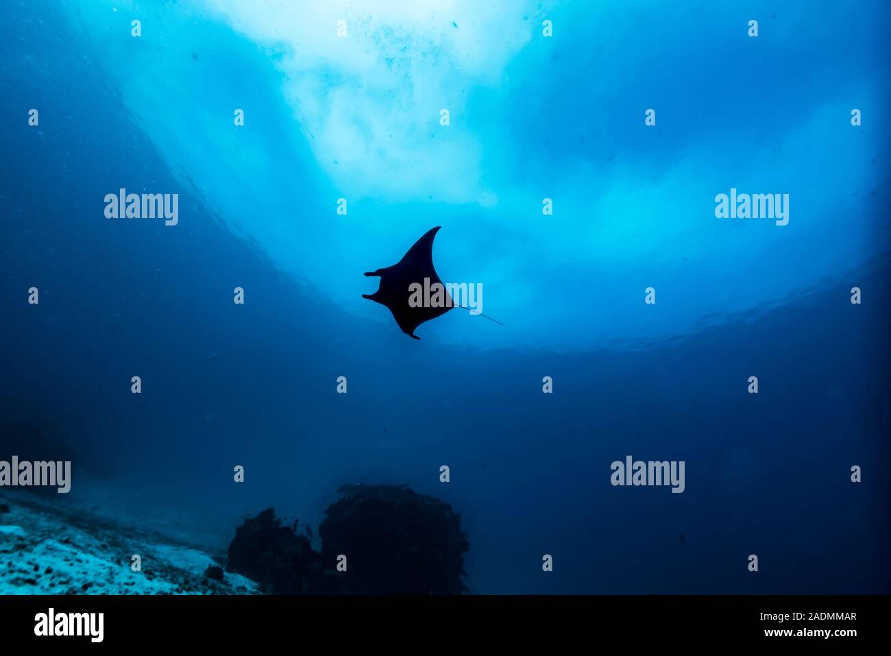Manta ray images hi-res stock photography and images - Alamy