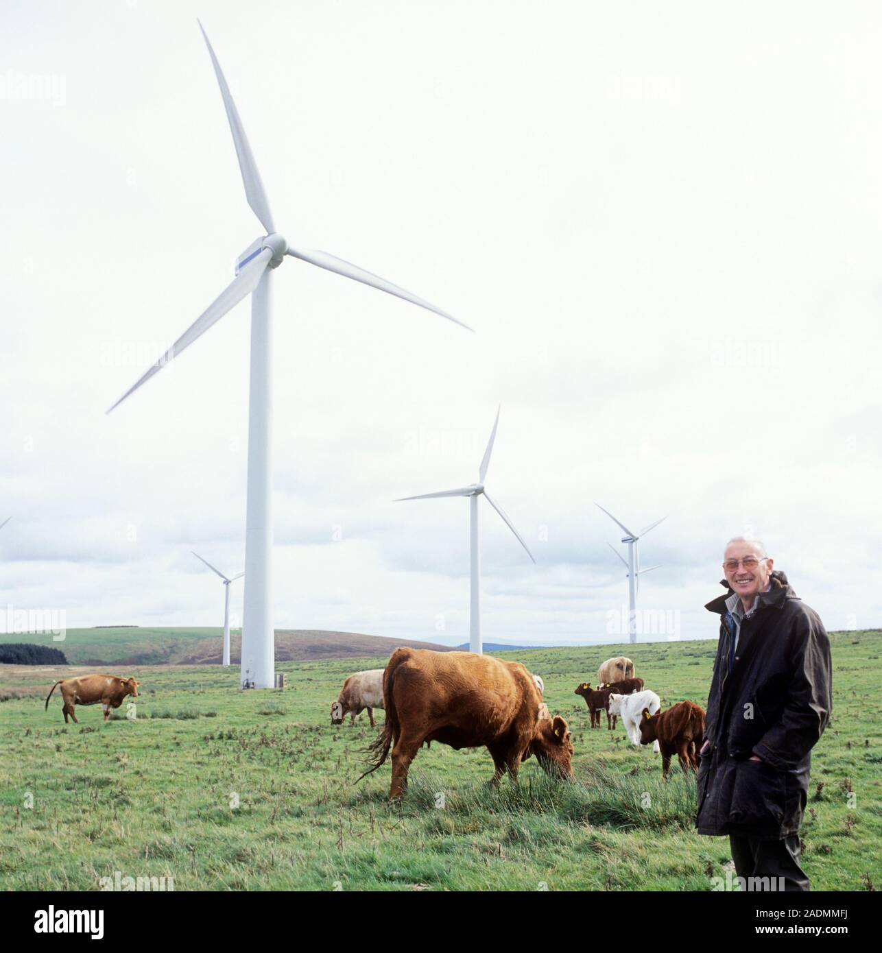 Wind turbines. Farmer and cows on a farm with wind turbines. Wind ...