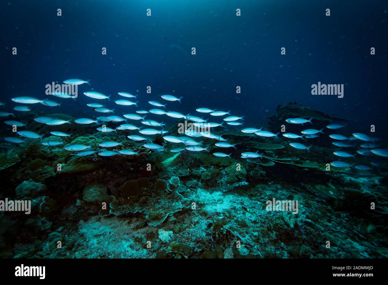 Underwater Tropical Coral Reef Stock Photo - Alamy